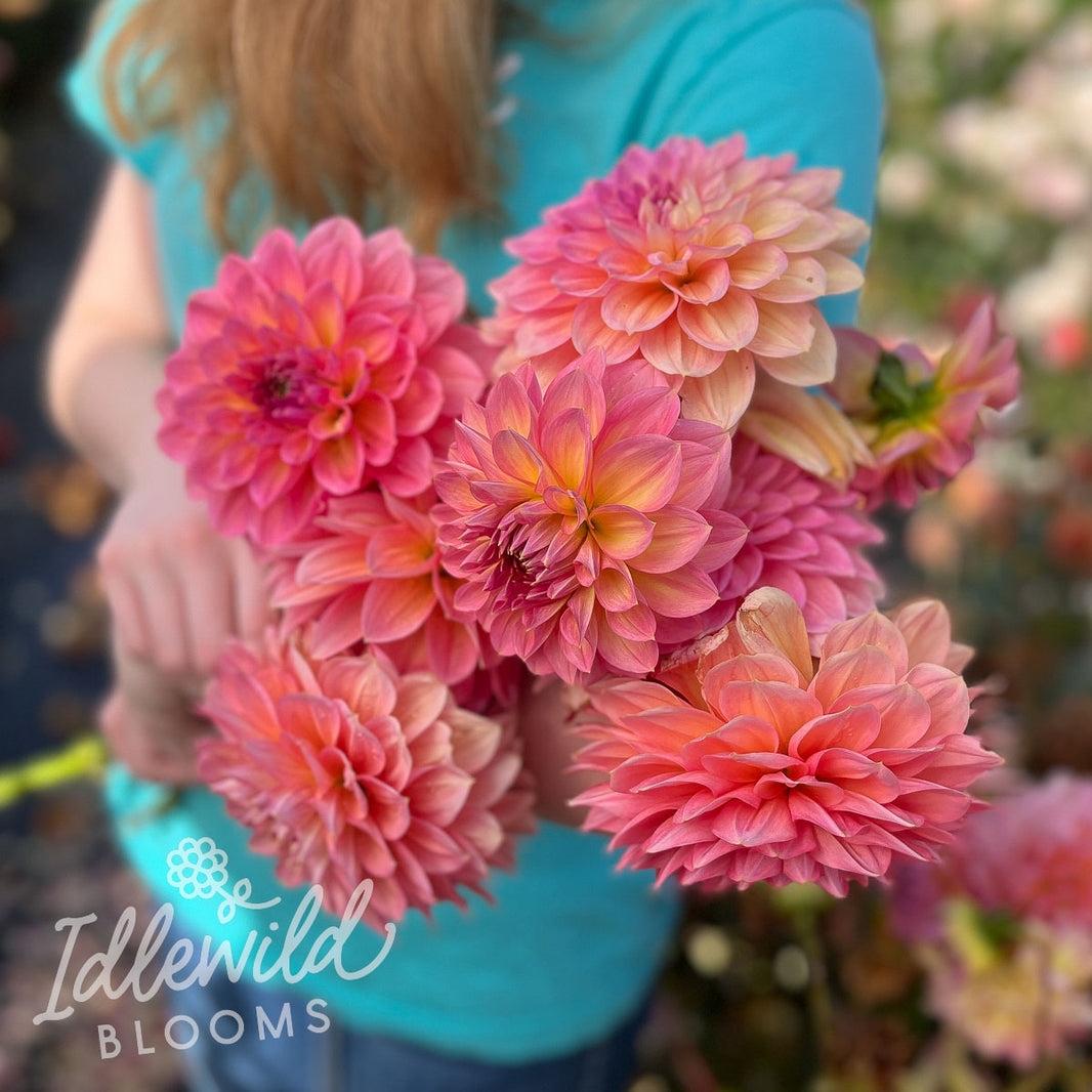 Idlewild Blooms | Stanwood Flower Farm | Dahlia Tubers Bulbs