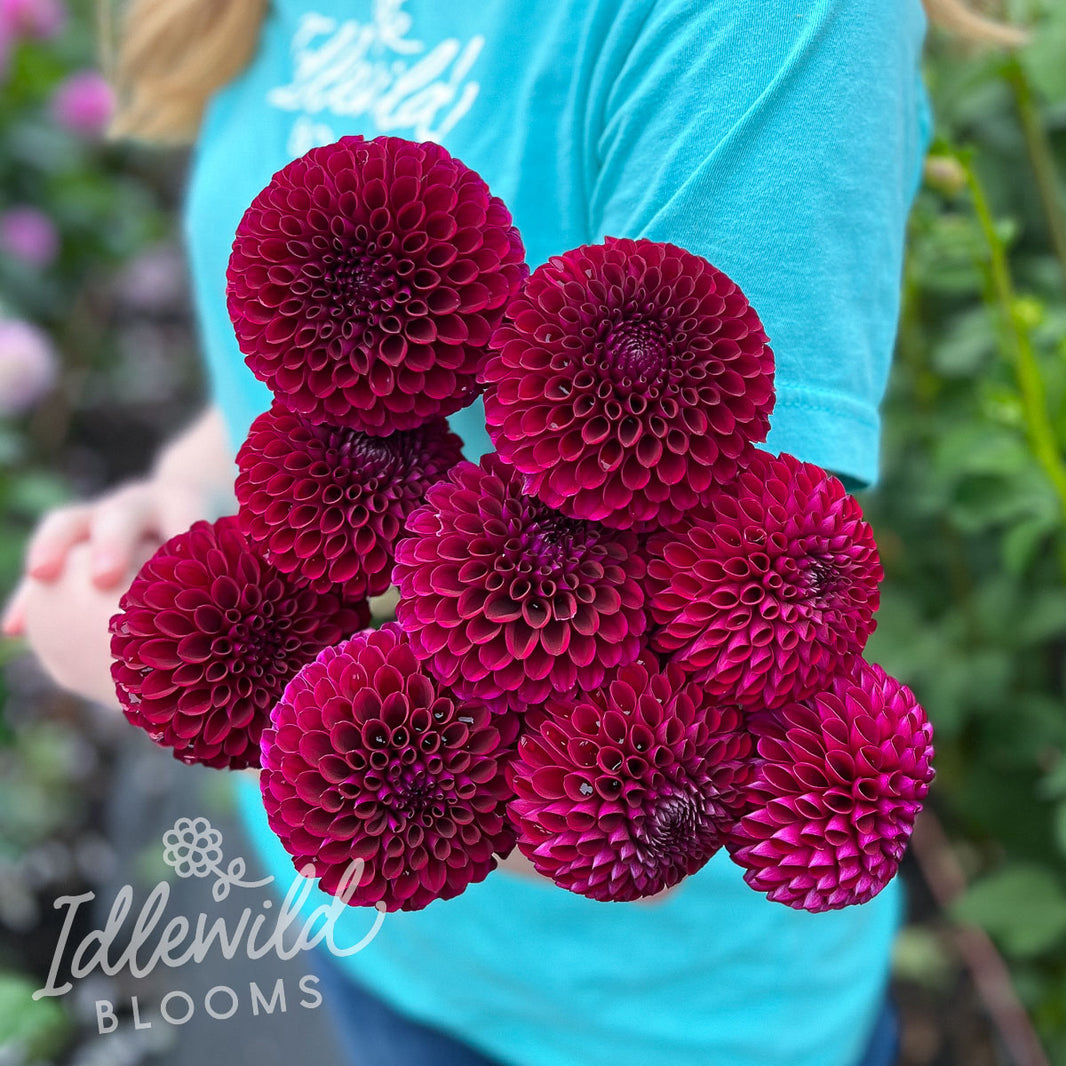 Idlewild Blooms | Stanwood Flower Farm | Dahlia Tubers Bulbs