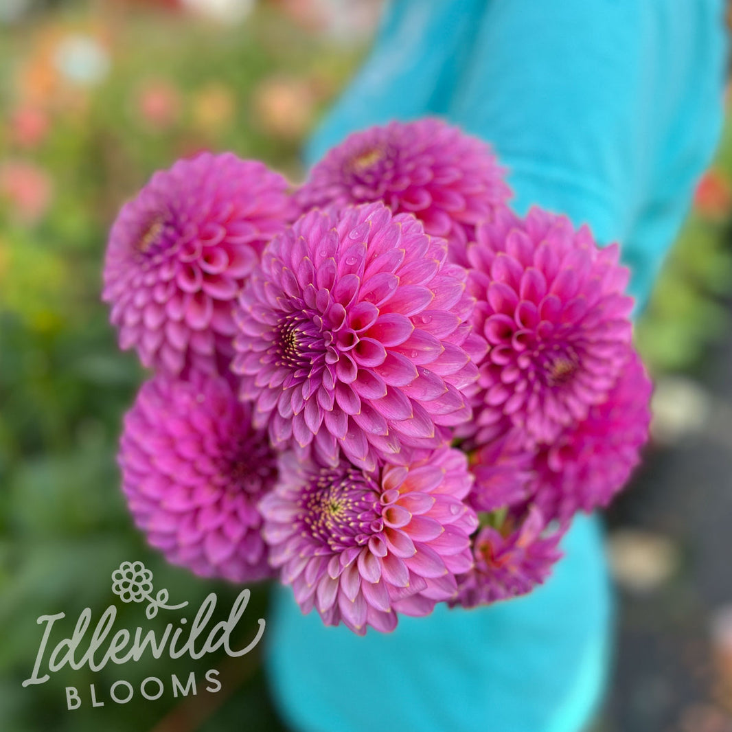 Sandra Dahlia Tuber | Pink Sylvia Flower Photo & Information