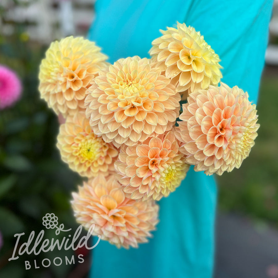 Sweet Suzanne Dahlia Tuber | Sweet Suzanne Flower Bulb & Information ...