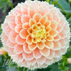 Sweet Suzanne Dahlia Tuber | Sweet Suzanne Flower Bulb & Information ...