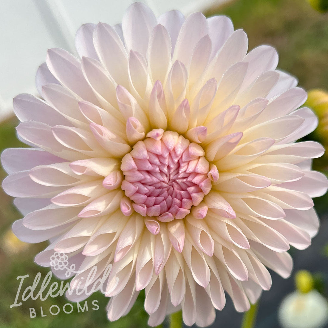 Tahoma Stellar Feller Dahlia Tuber | Tahoma Stellar Feller Flower Bulb ...