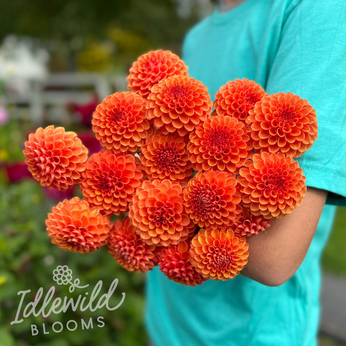 Valley Rust Bucket Dahlia Tuber | Valley Rust Bucket Flower Bulb ...