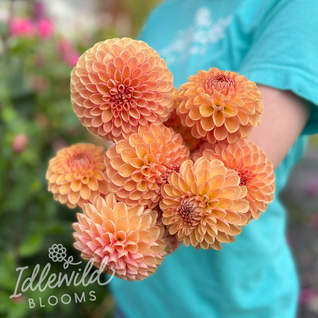 Valley Tawny Dahlia Tuber | Valley Tawny Flower Bulb & Information ...