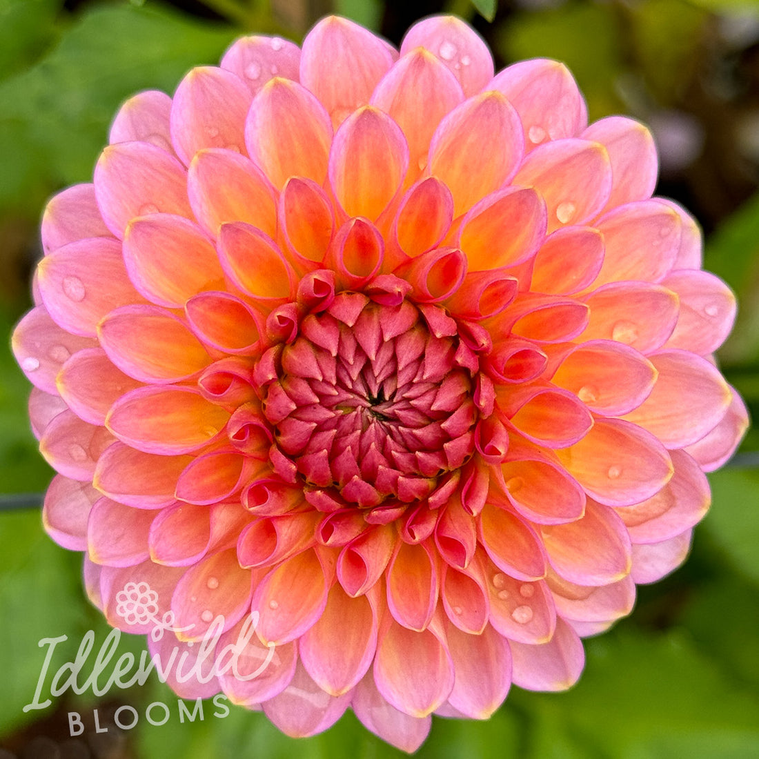 Westerton Pearl Dahlia Tuber | Westerton Pearl Flower Bulb ...