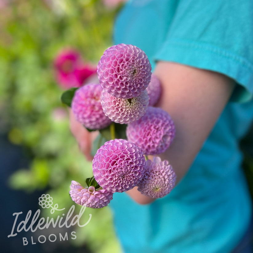 Willo Borealis Dahlia Tuber | Willo Borealis Flower Bulb & Information ...