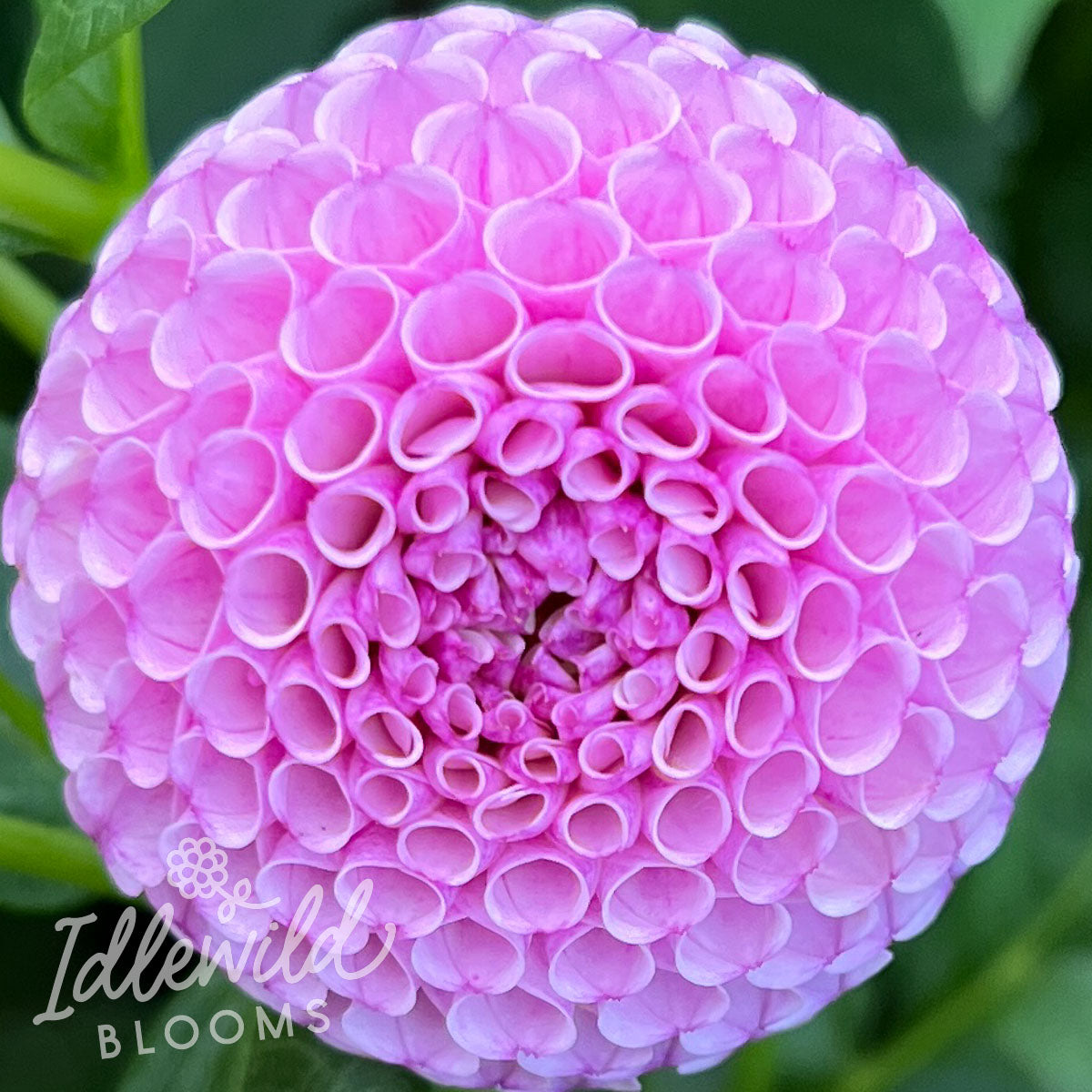 Willo Borealis Dahlia Tuber | Willo Borealis Flower Bulb & Information – Idlewild Blooms