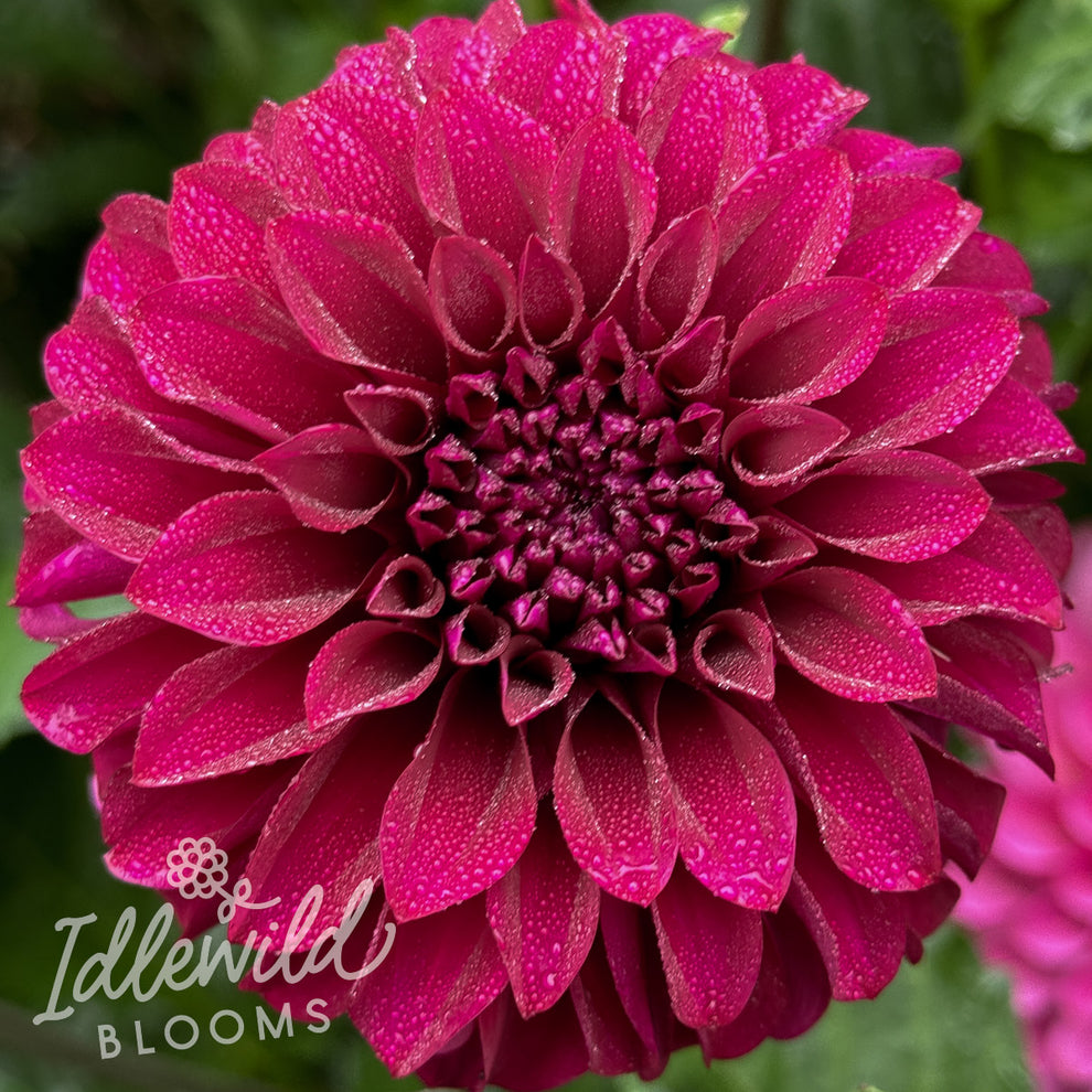 Woodland's Merinda Dahlia Tuber | Woodland's Merinda Flower Bulb ...